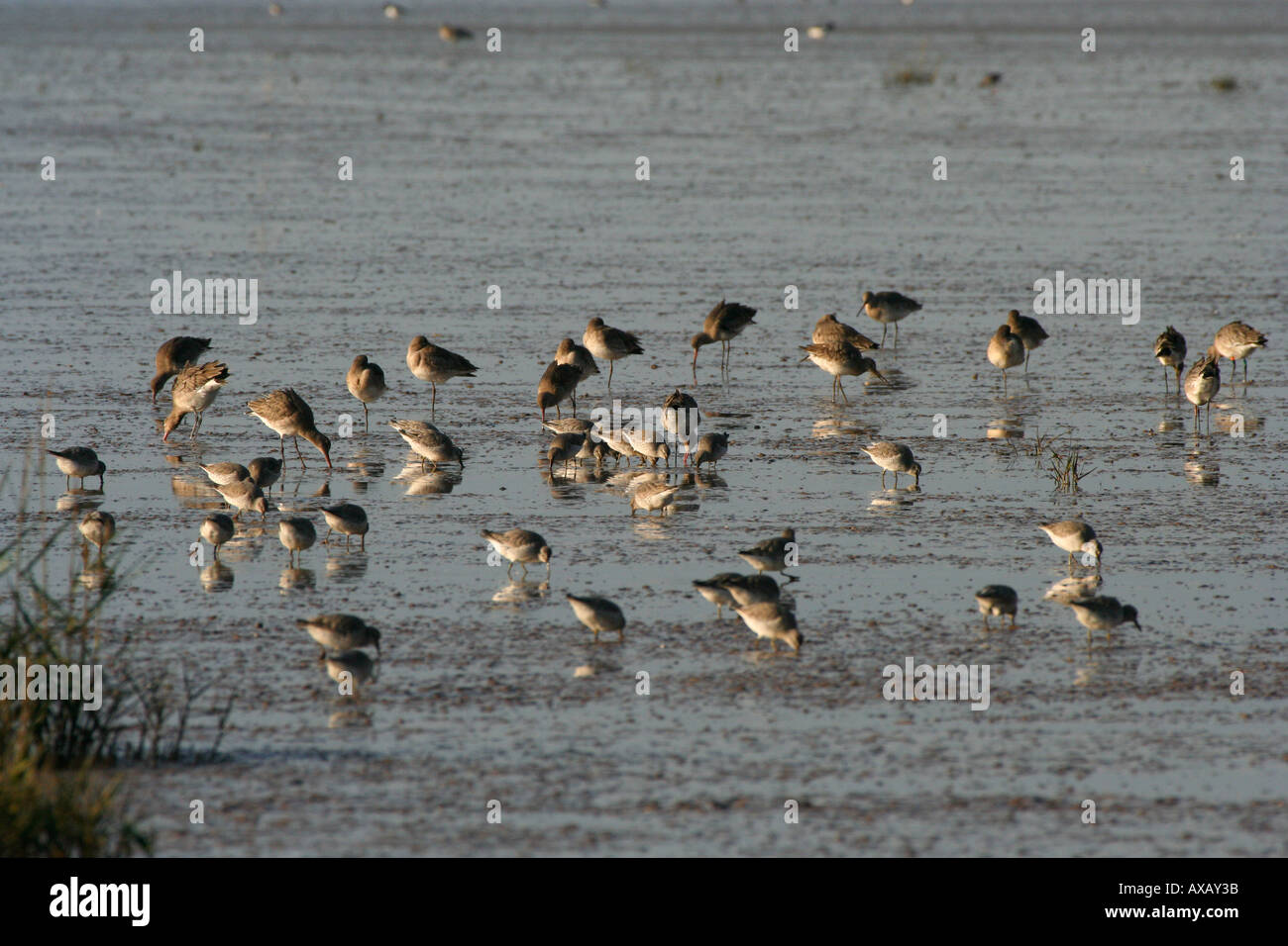 Birds on the dee estuary hi-res stock photography and images - Alamy