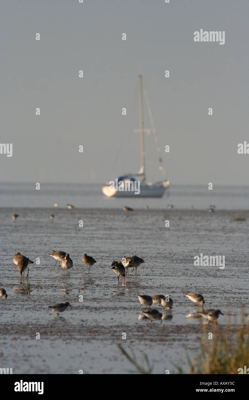 Dee estuary birds hi-res stock photography and images - Alamy