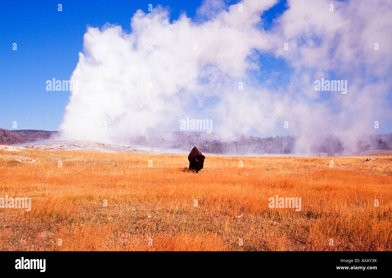 Bison buffalo at the Old Faithful geyser in Yellowstone Nationalpark ...