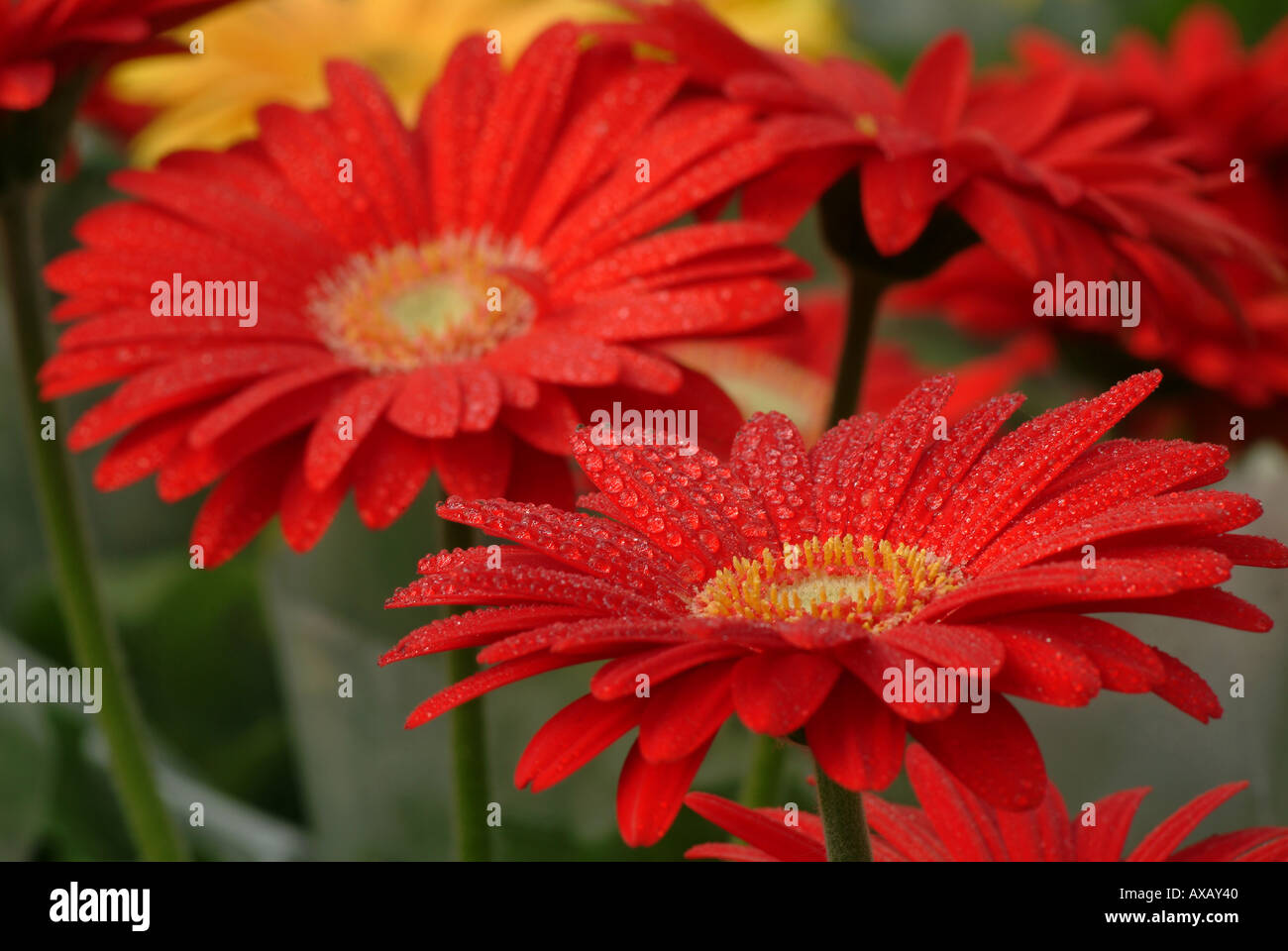 Gerbera african daisy ornamental hi-res stock photography and images ...