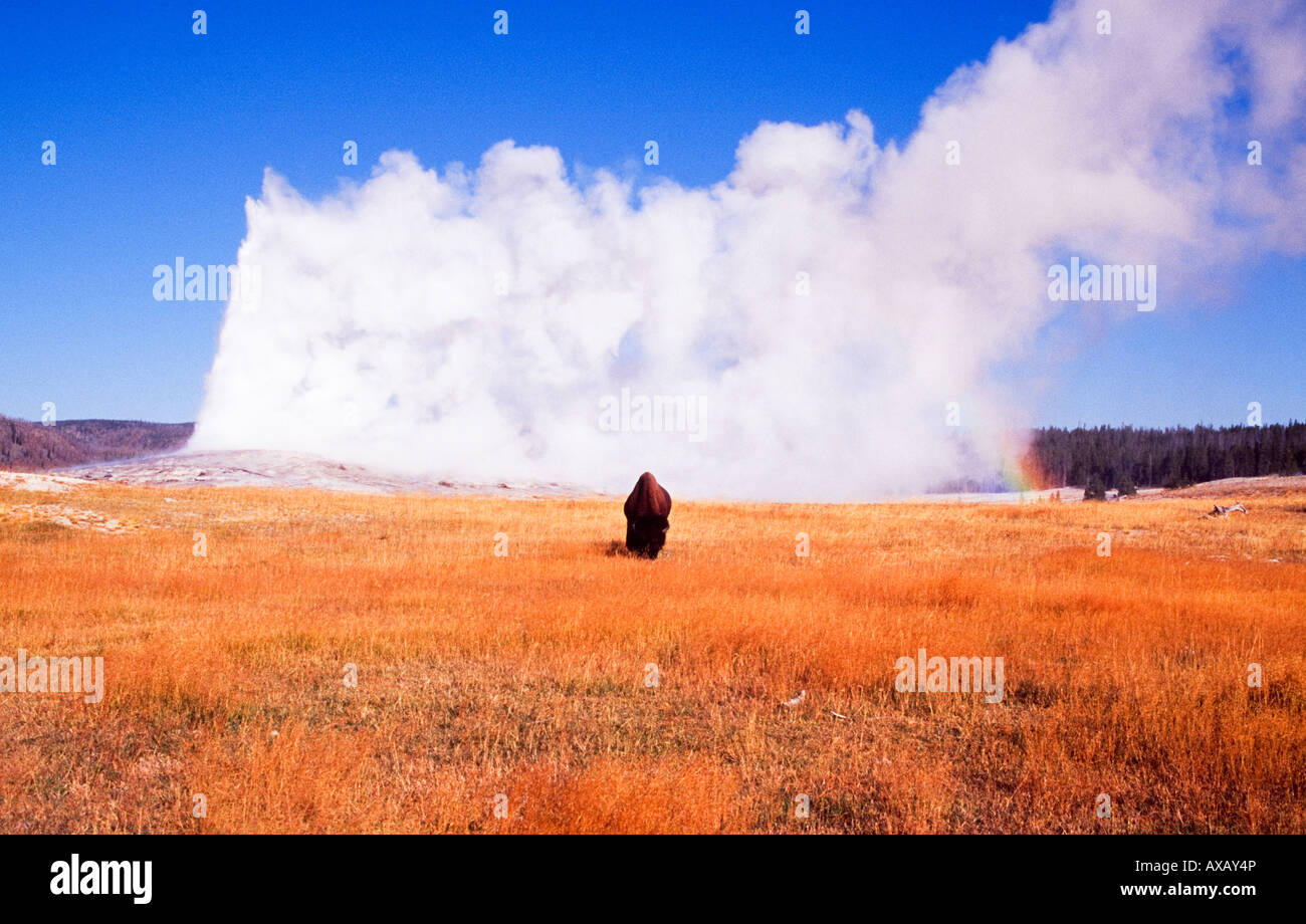 Bison buffalo at the Old Faithful geyser in Yellowstone Nationalpark ...