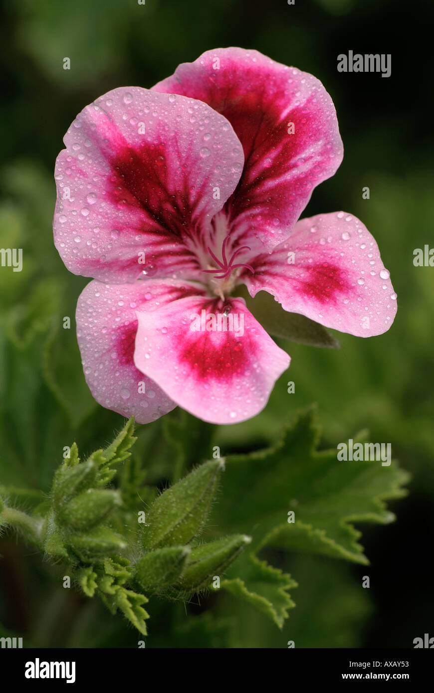 Pelargonium domesticum Geranium or Regal geranium Stock Photo - Alamy