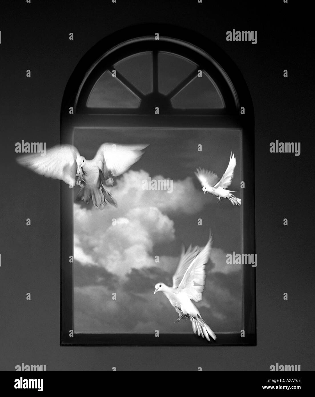 Homing pigeons hi-res stock photography and images - Alamy