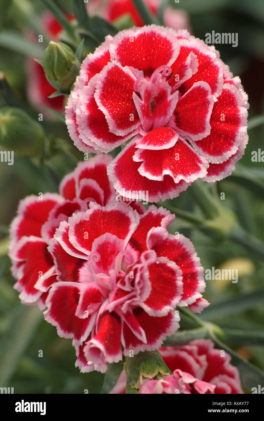 Dianthus caryophyllus Carnation Stock Photo - Alamy