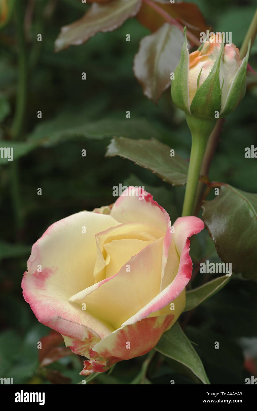 Ornamentalvertical hi-res stock photography and images - Alamy