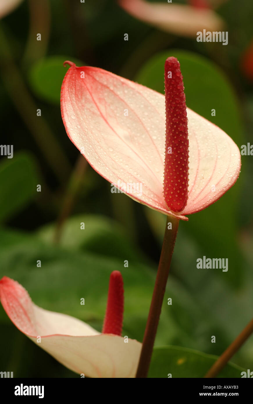 Anthurium cutflowers Anthurium maxima Stock Photo - Alamy