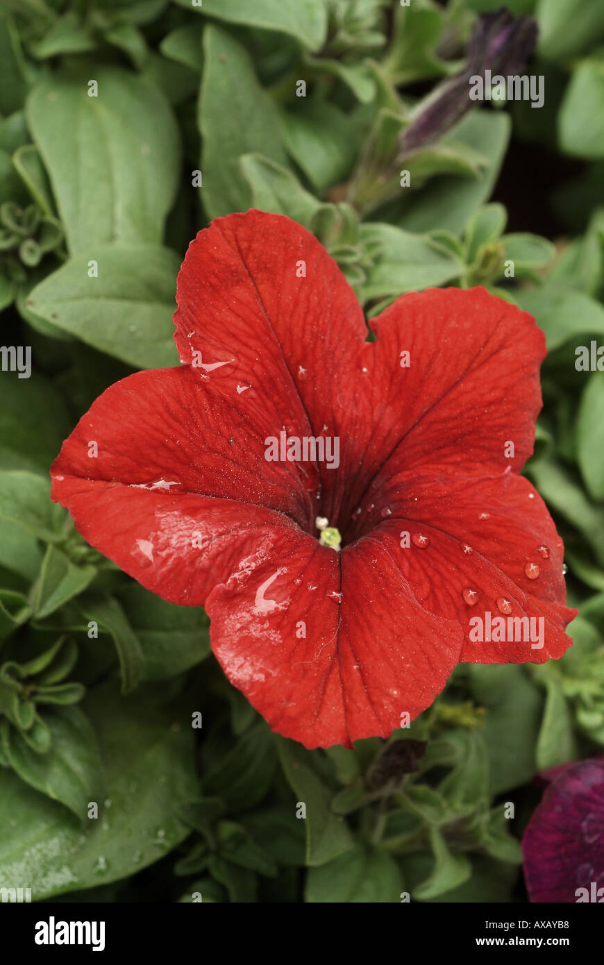 Petunia sp hi-res stock photography and images - Alamy