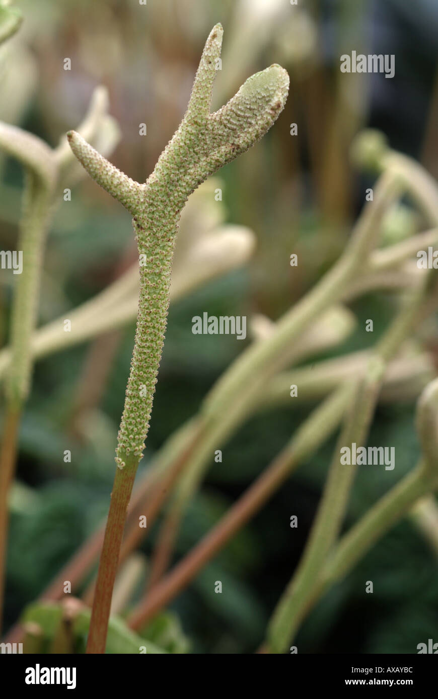 Peperomia caperata Emerald Ripple Peperomia Stock Photo - Alamy
