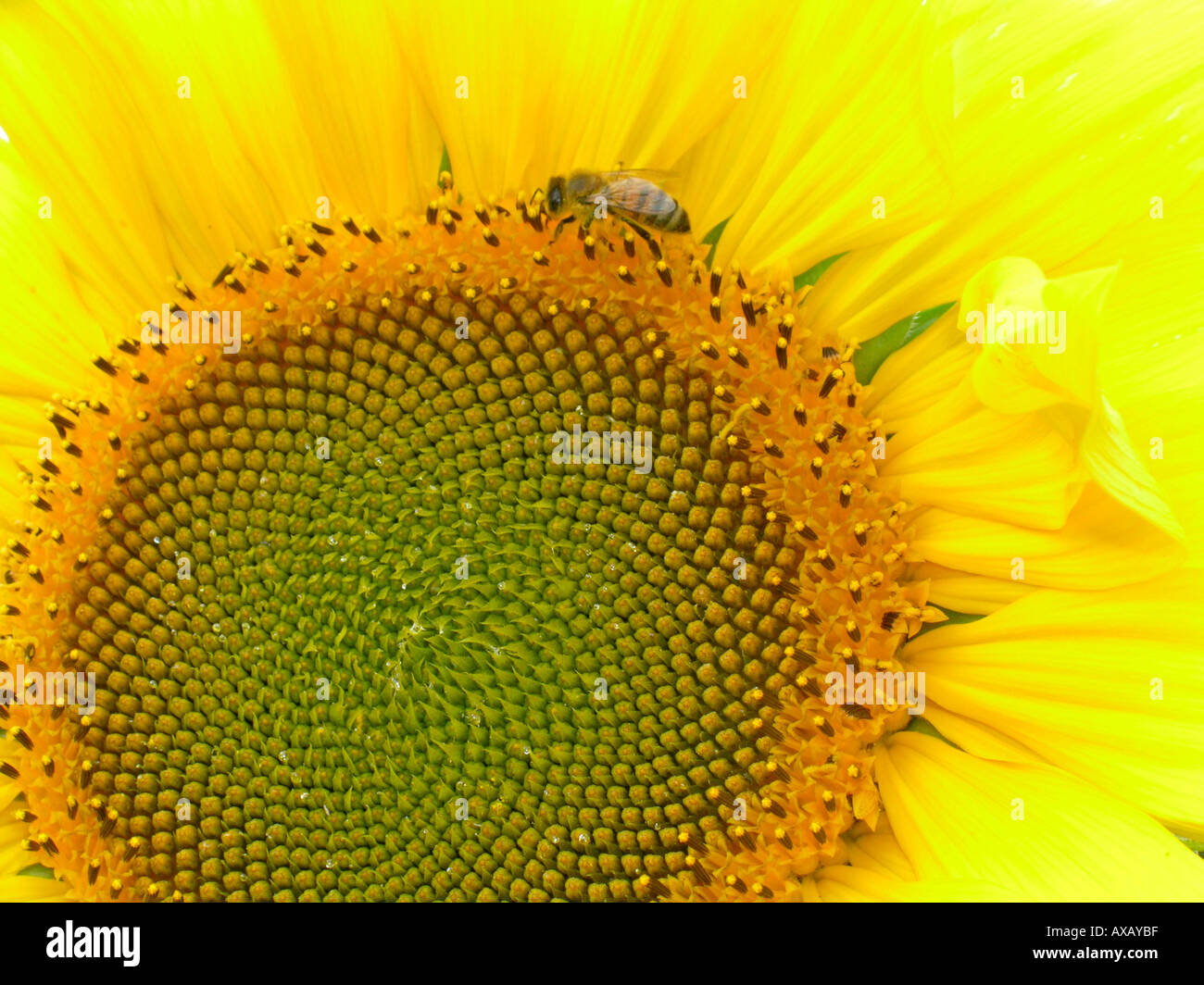 Heliantus hi-res stock photography and images - Alamy