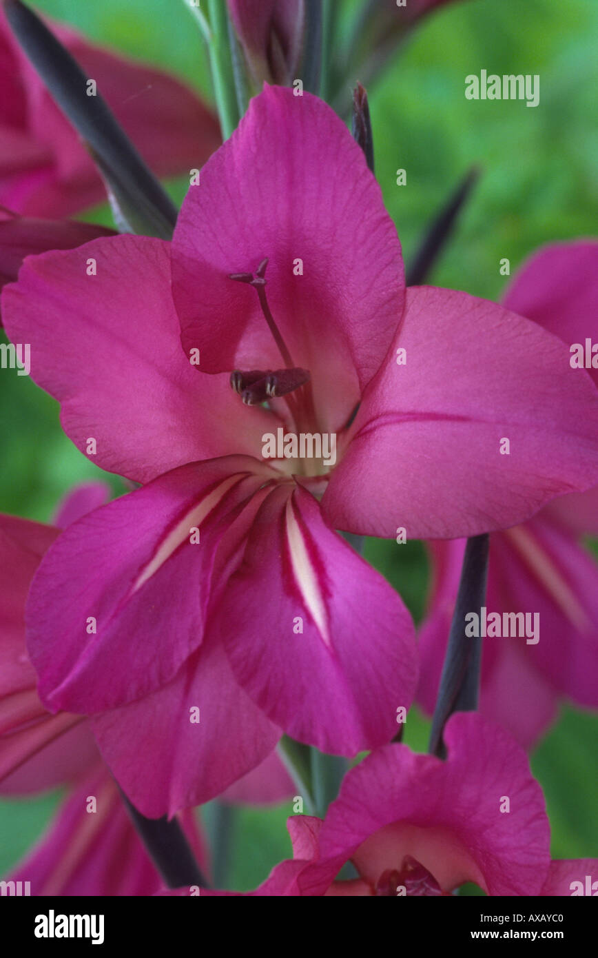 Gladiolus byzantinus flower hi-res stock photography and images - Alamy