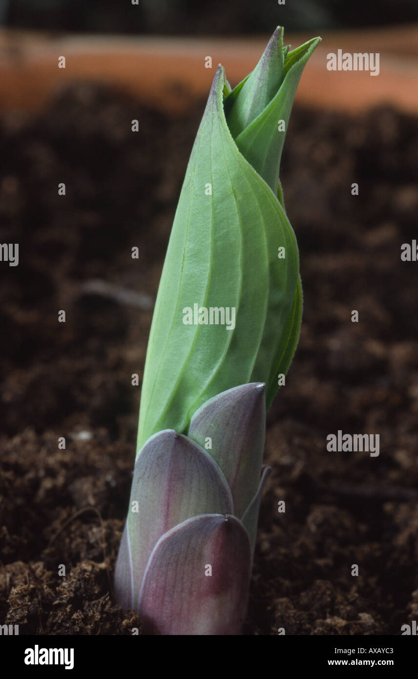 Hosta. Emerging from ground.Plantain lily Stock Photo - Alamy