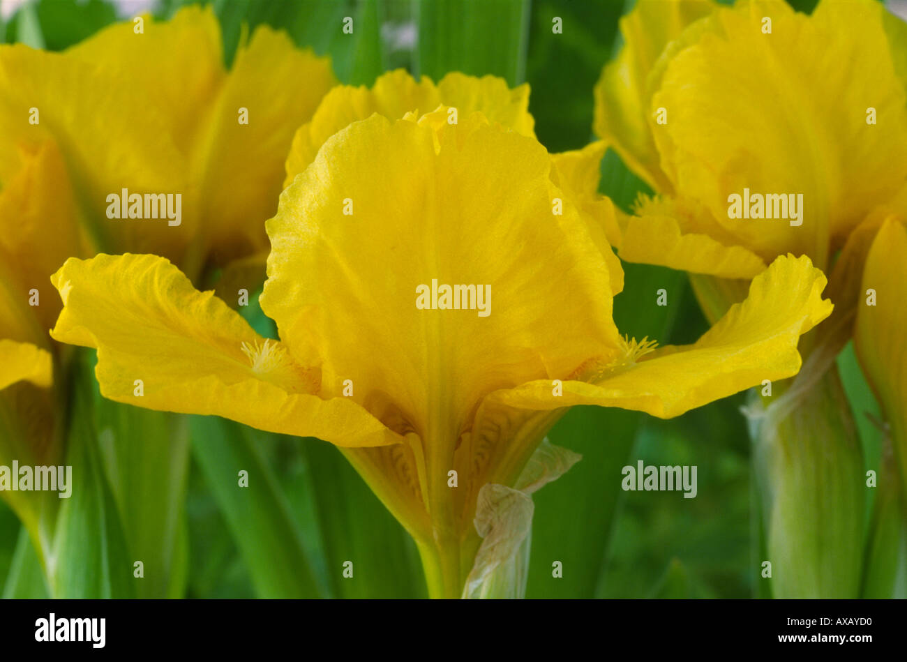 Iris mary mcilroy hi-res stock photography and images - Alamy Iris mary mcilroy hi-res stock photography and images - Alamy