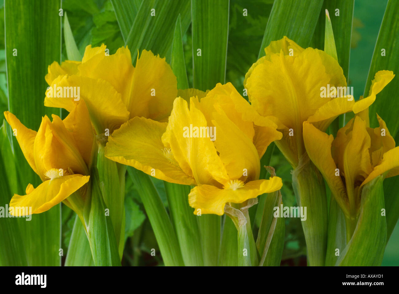 Iris 'Mary McIlroy'. AGM Standard dwarf bearded iris Stock Photo - Alamy Iris 'Mary McIlroy'. AGM Standard dwarf bearded iris Stock Photo - Alamy