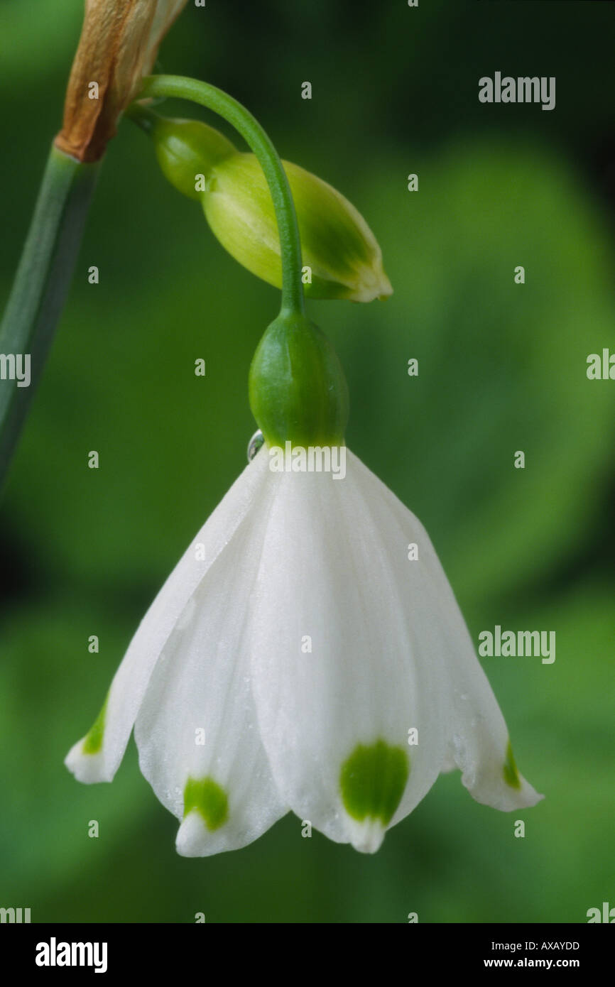 Leucojums hi-res stock photography and images - Alamy