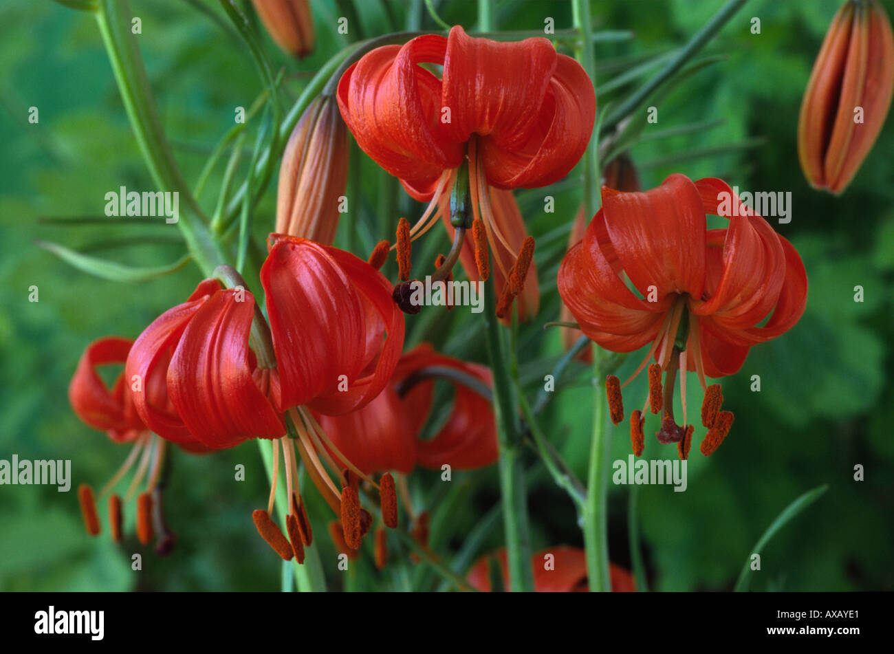 Lilium pumilum AGM Division 9 nine lily Stock Photo - Alamy