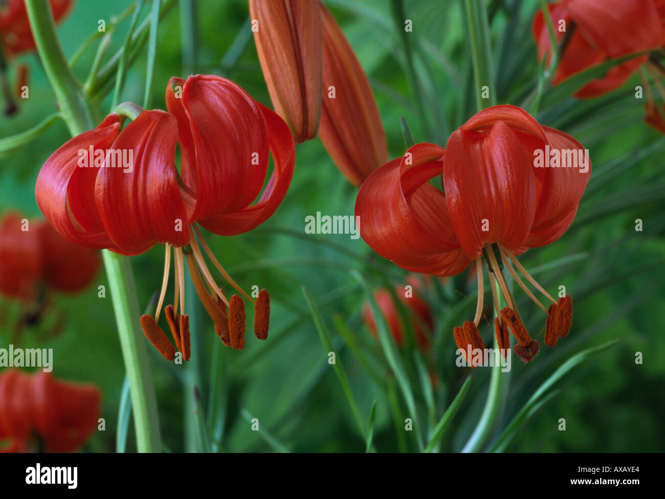Lilium pumilum AGM Division 9 nine lily Stock Photo - Alamy