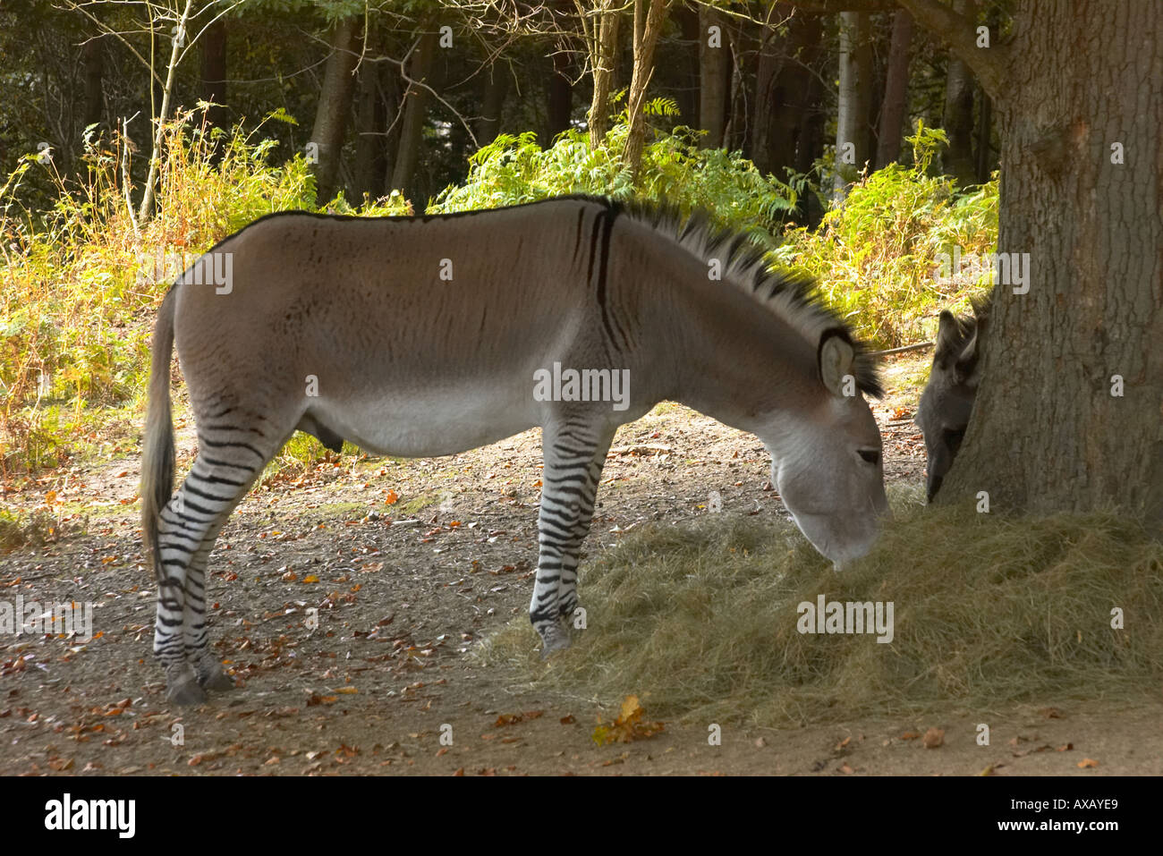 Zeedonk hi-res stock photography and images - Alamy