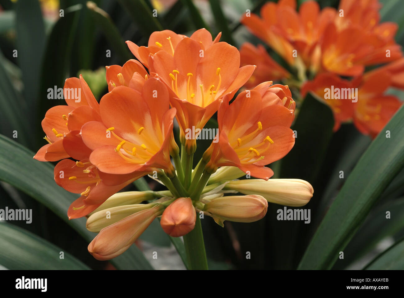 Clivia miniata Bush lily Stock Photo - Alamy
