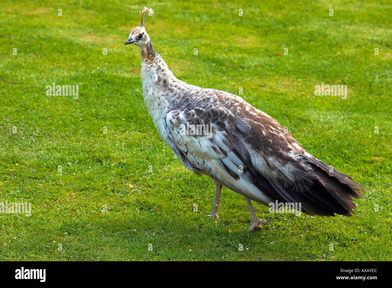 Peahen bird hi-res stock photography and images - Alamy