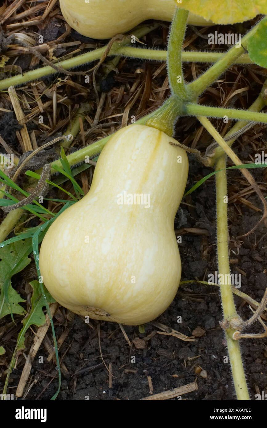 Waltham butternut hi-res stock photography and images - Alamy