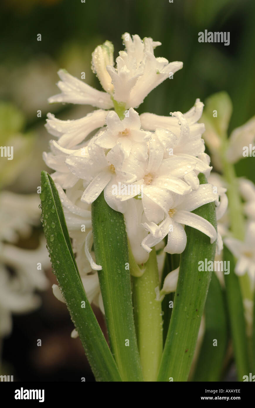 Hyacinthus orientalis Hyacinth blue jacket Stock Photo - Alamy