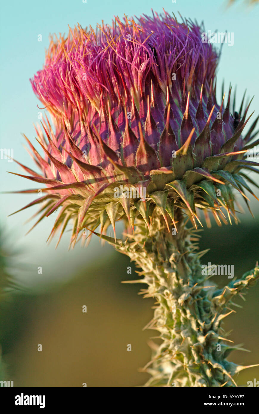 flower of a thistle Stock Photo - Alamy
