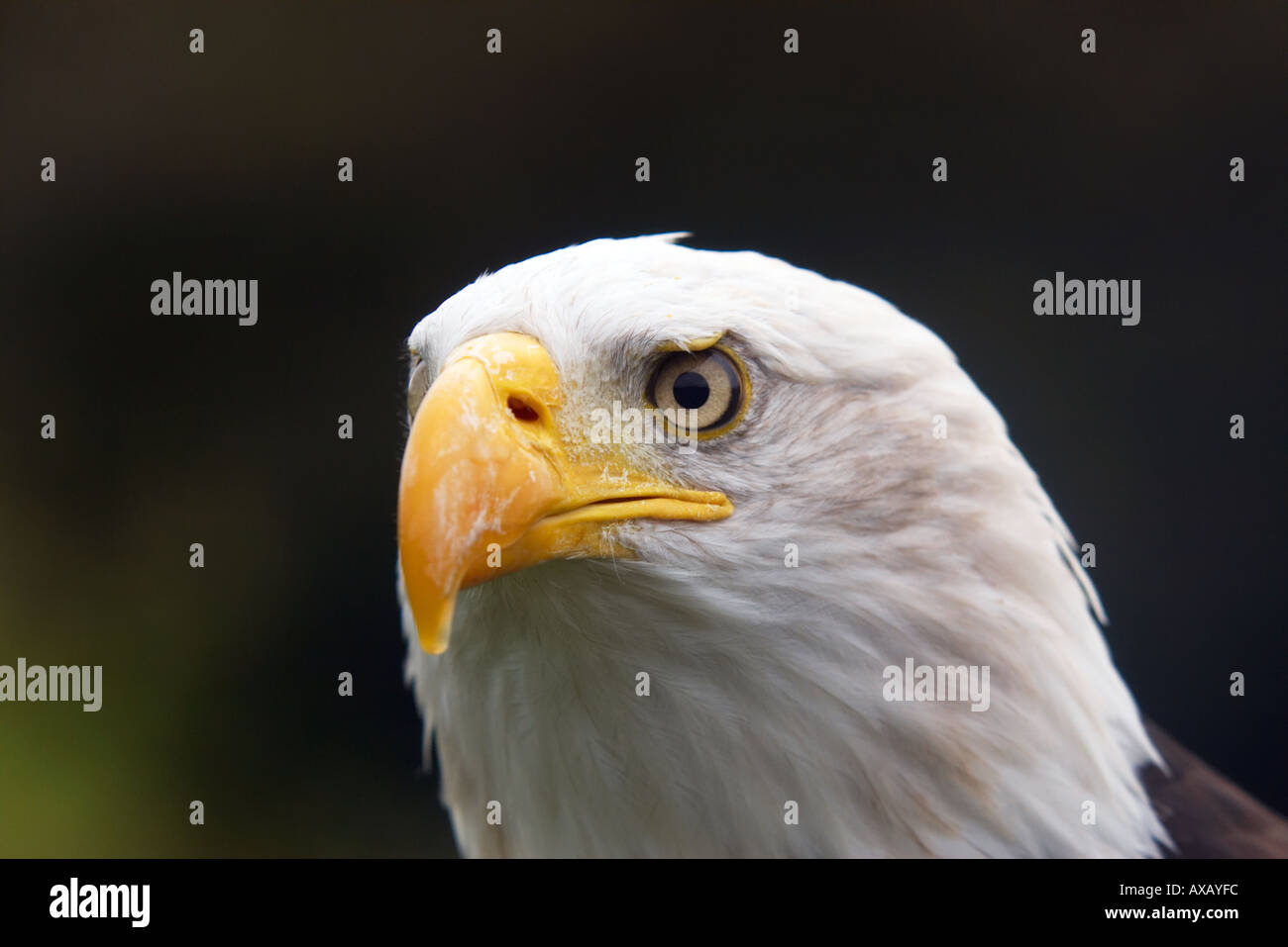 Bald Eagle looking at prey Stock Photo - Alamy