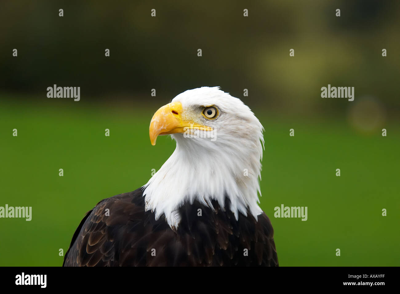 Bald eagle looking over shoulder hi-res stock photography and images ...