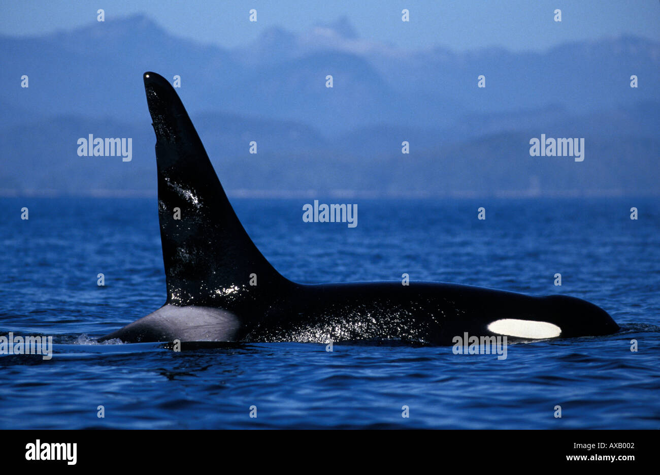 Photo GW 602 ORCA WHALE KILLER WHALE Orcinus orca PACIFIC OCEAN ...