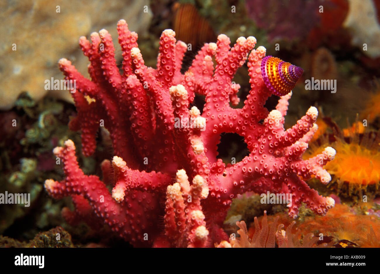 Allopora californica hi-res stock photography and images - Alamy