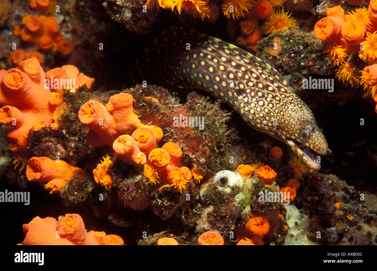 Photo IY 904 JEWEL MORAY EEL Muraena lentiginosa BAJA MEXICO SEA OR ...