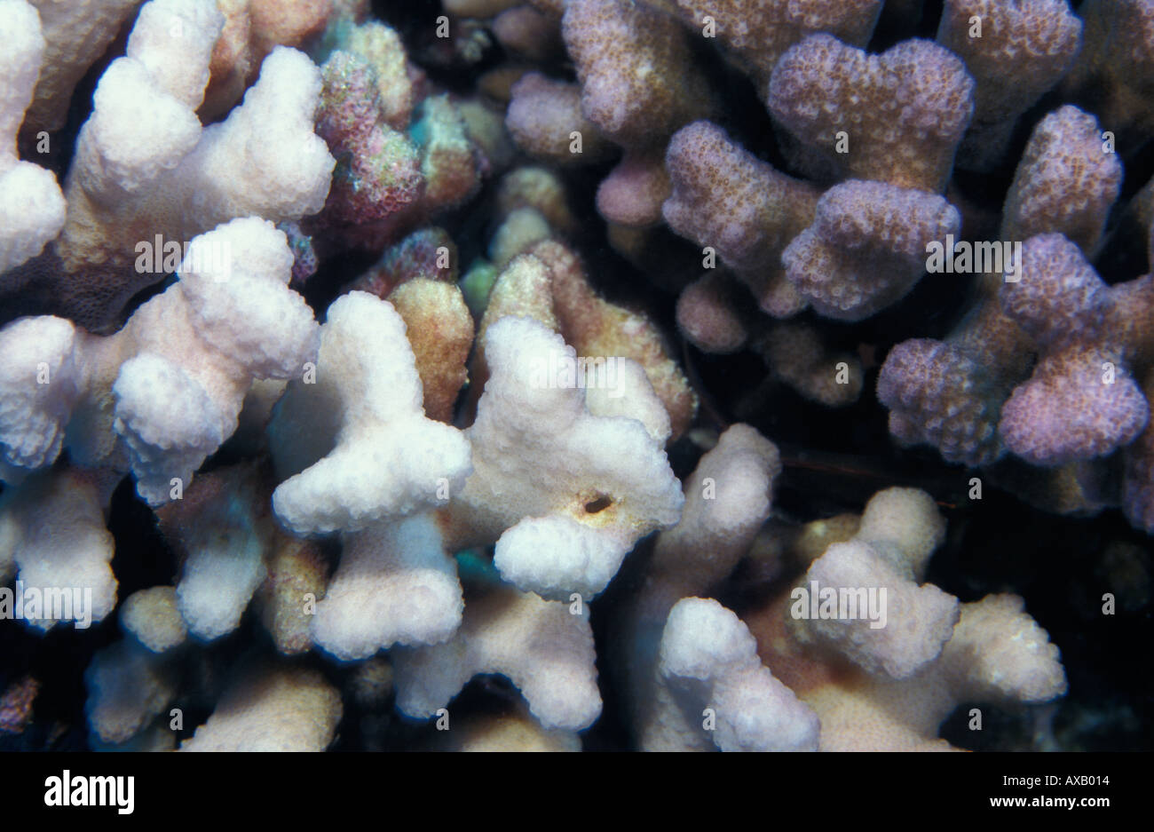 Hard coral pocillopora sp hi-res stock photography and images - Alamy