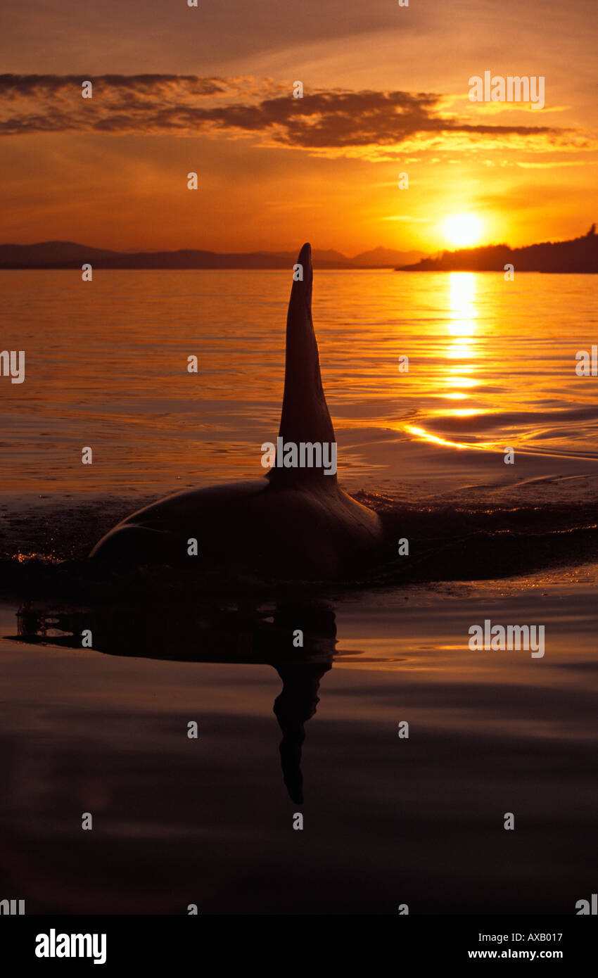 Photo MG 7 ORCA WHALE Orcinus orca WASHINGTON USA PACIFIC OCEAN ...