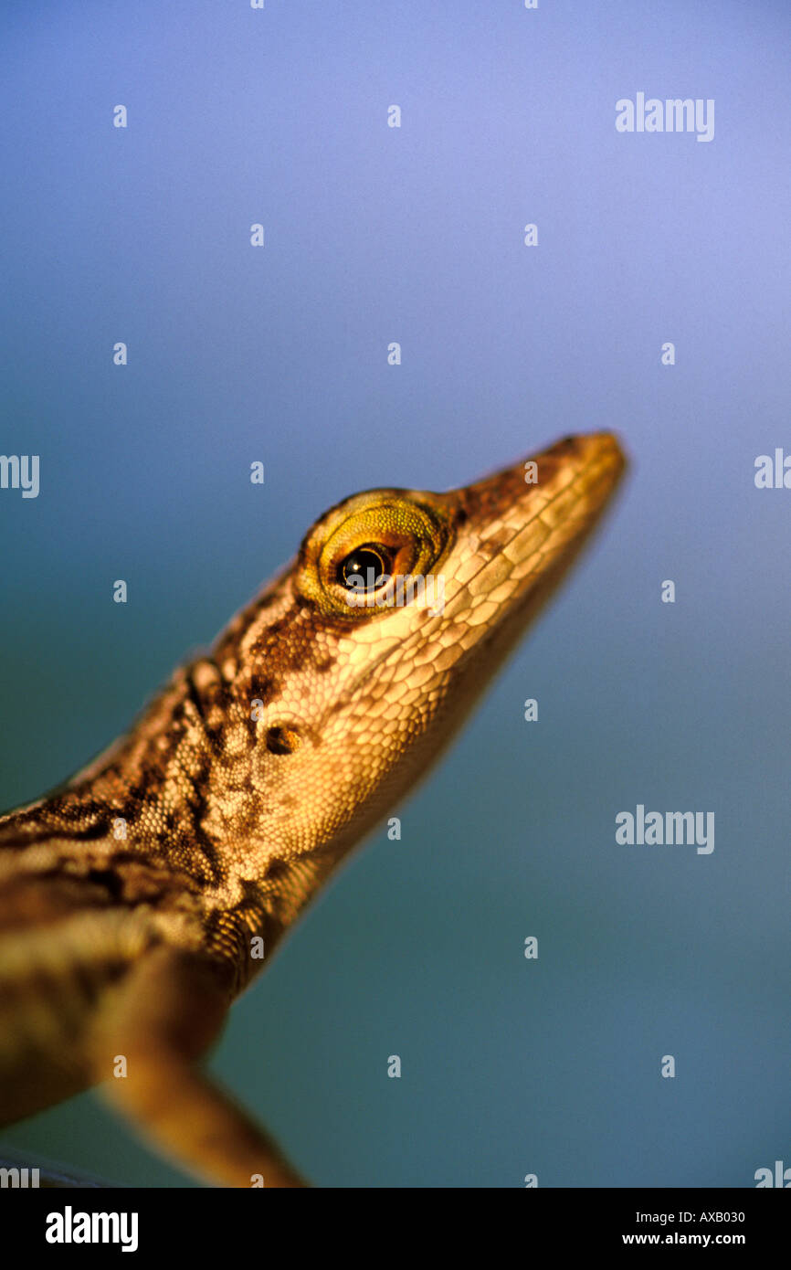 Fauna antigua hi-res stock photography and images - Alamy