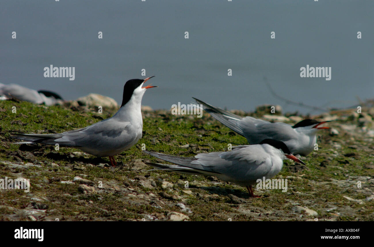 Common Terns (Sterna hirundo) preparing to nest Stock Photo - Alamy