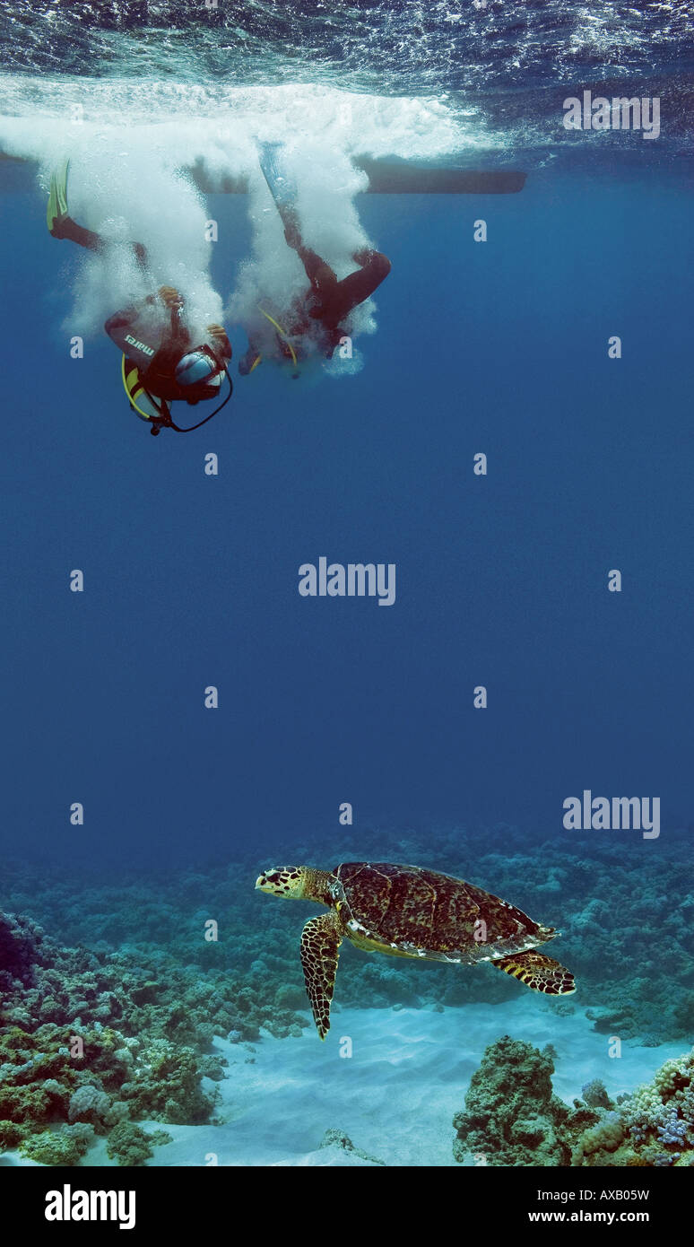 two scubadivers breaking surface and turtle swimming underwater Stock ...