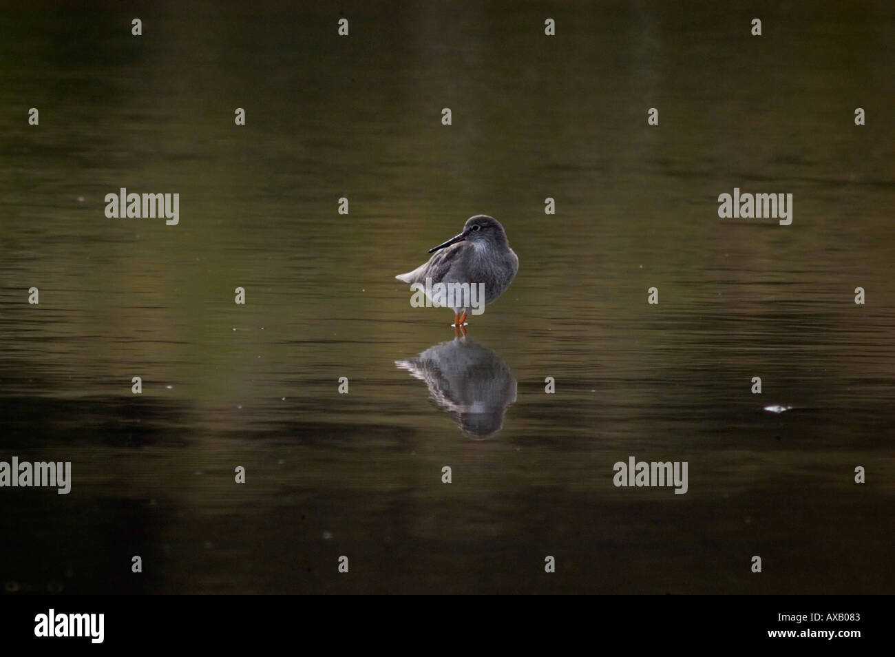 Redshank feeding in shallows Stock Photo - Alamy