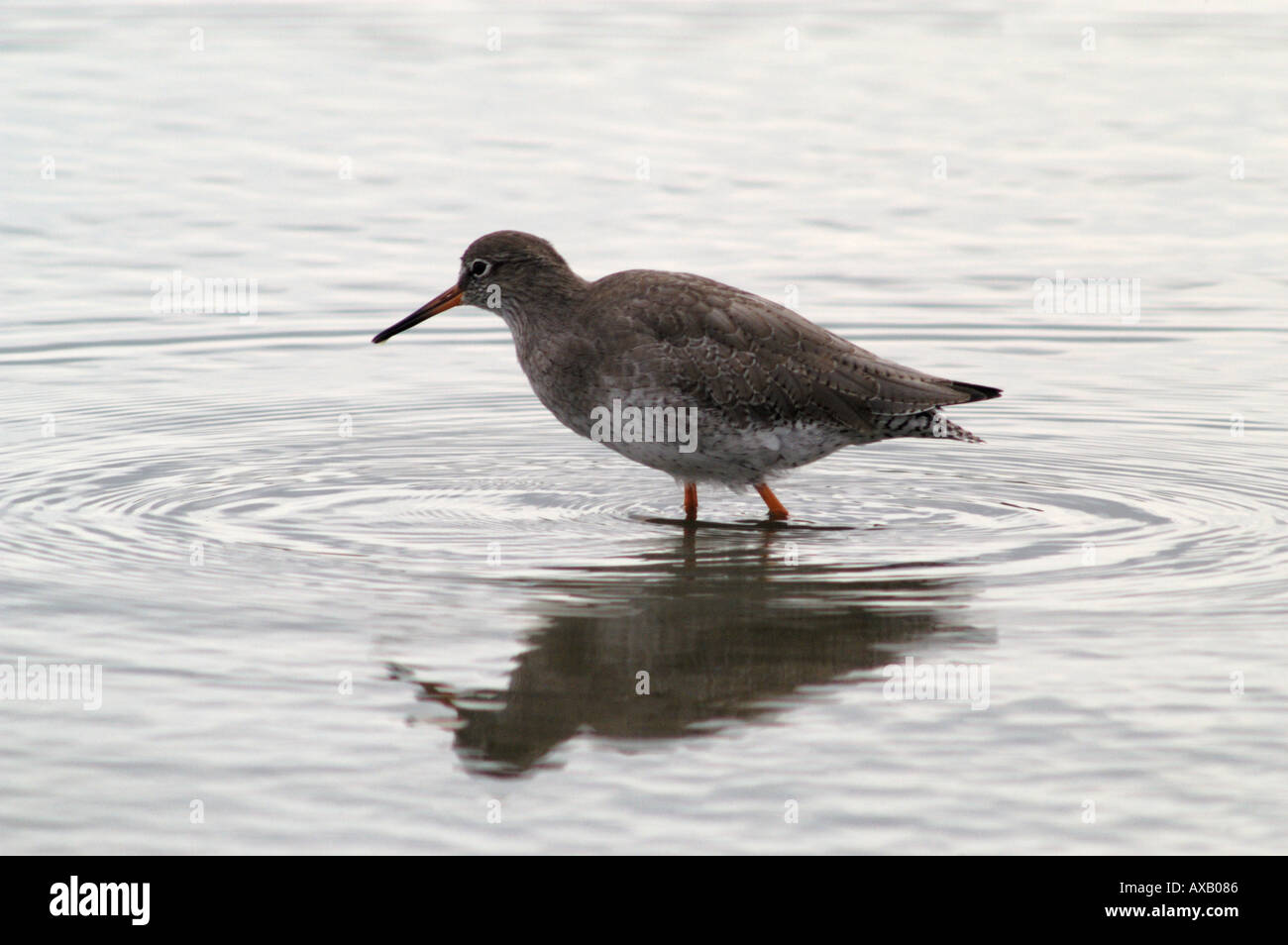 Redshank feeding in shallows Stock Photo - Alamy