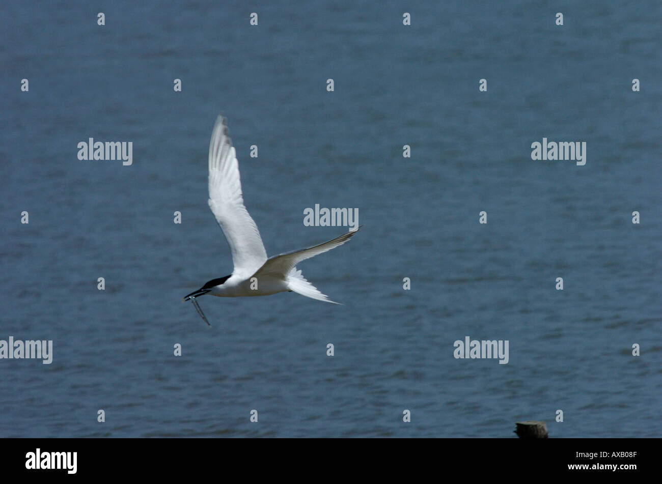 Sandwich tern (Sterna sandvichensis) in flight Stock Photo - Alamy