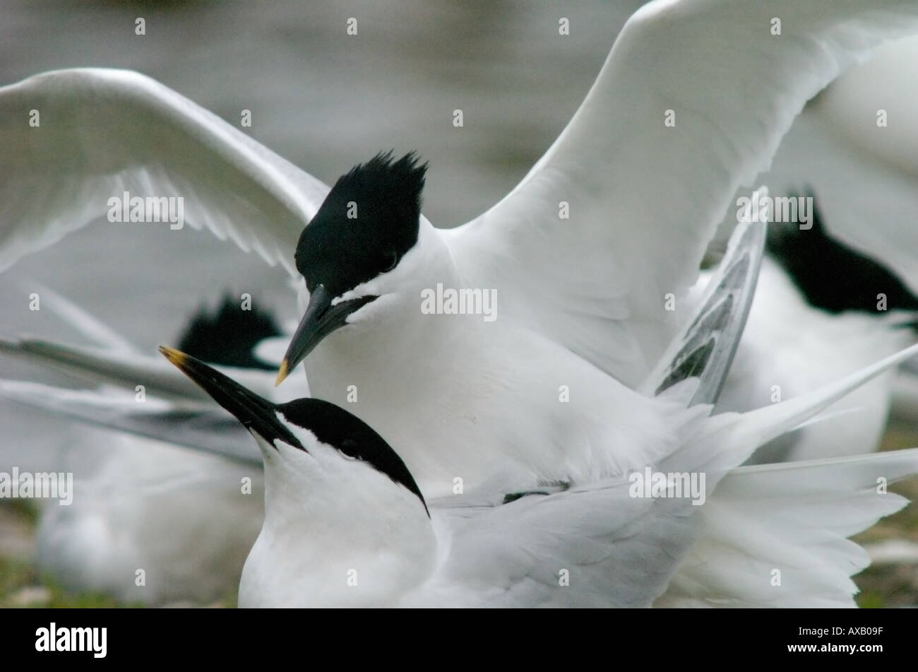 Sandwich Tern (Sterna sandvichensis) mating Stock Photo - Alamy
