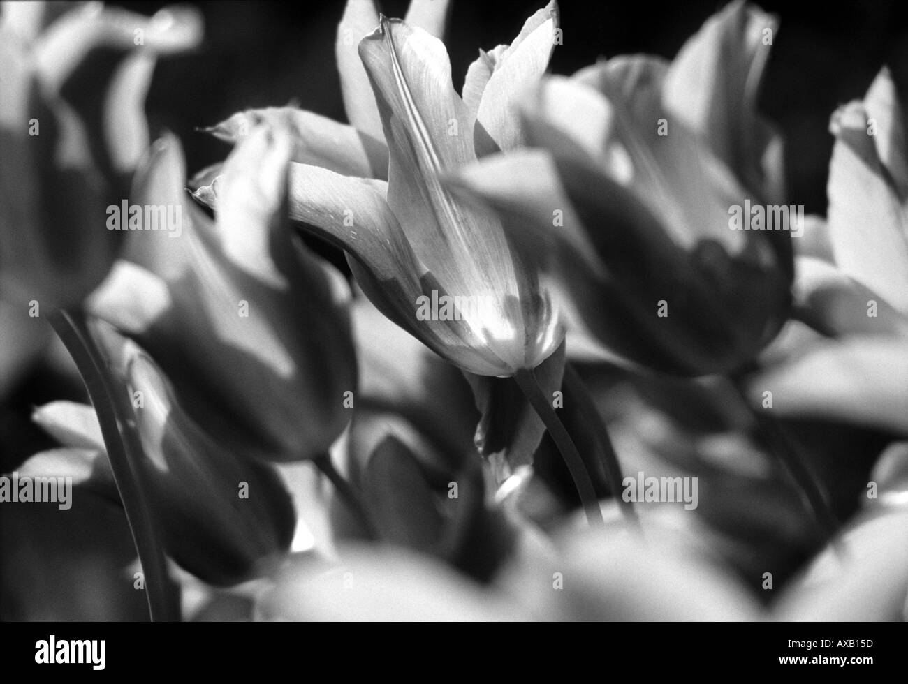 Lily flowers in spring - BW Stock Photo - Alamy