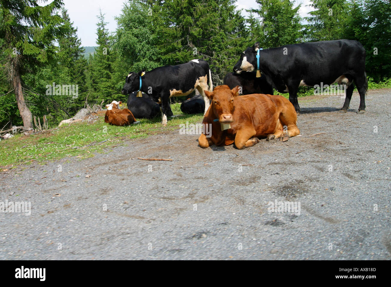 Norway farm cows hi-res stock photography and images - Alamy