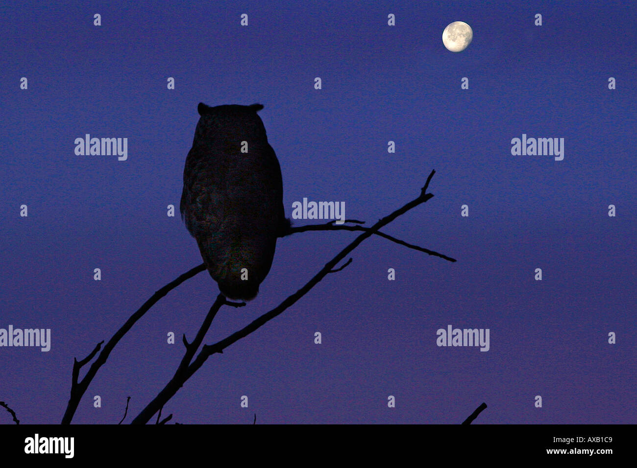 Owl moon night hi-res stock photography and images - Alamy