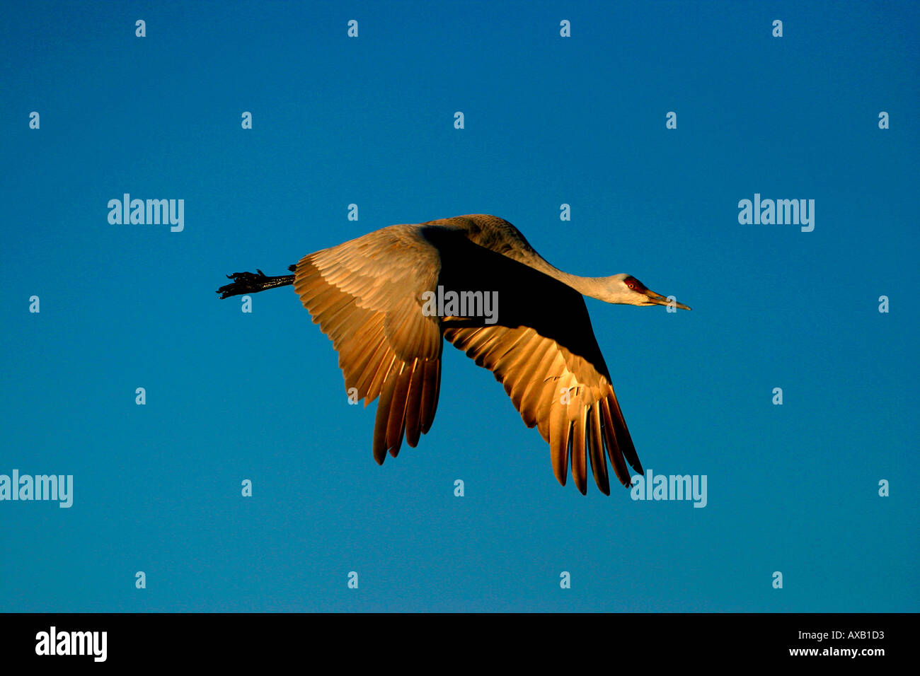 Crane flight wings hi-res stock photography and images - Alamy