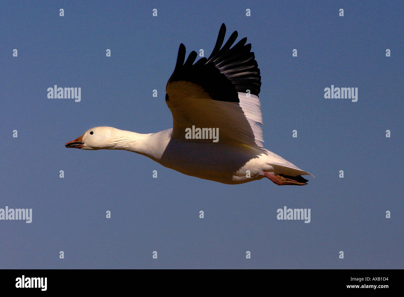 Snow Goose in flight Stock Photo - Alamy