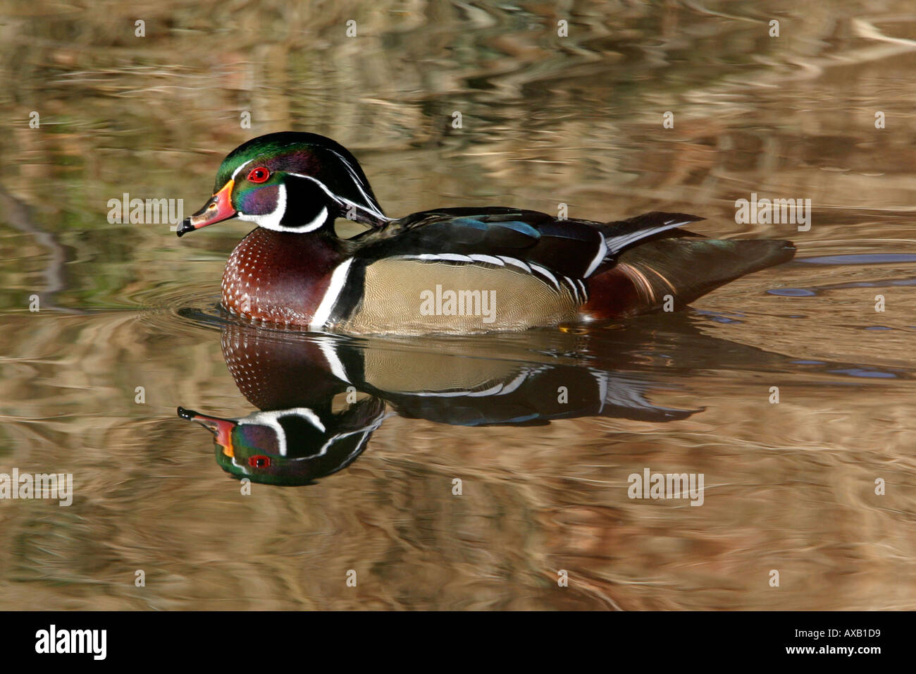 Wood Duck Reflection Stock Photo - Alamy