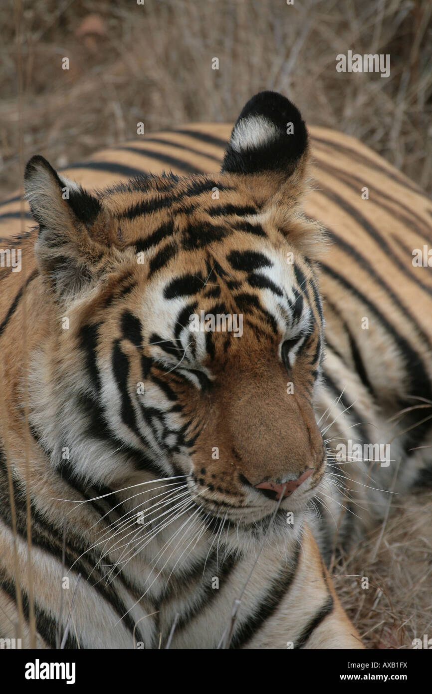 Panthera tigri hi-res stock photography and images - Alamy