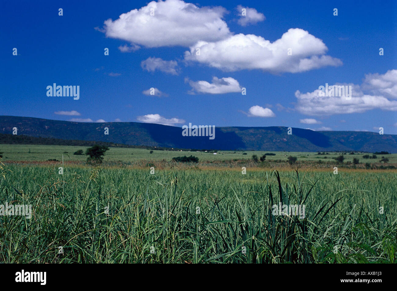 Lowveld scenery hi-res stock photography and images - Alamy