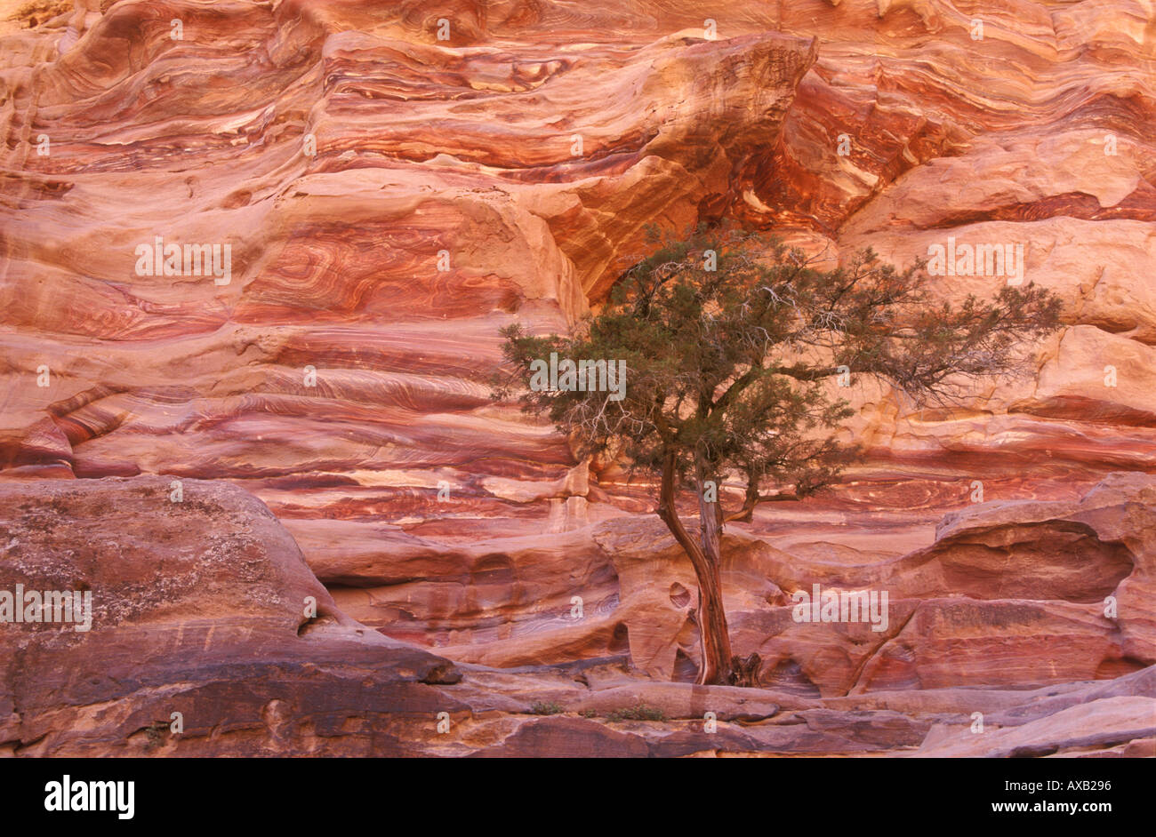 Polychromic sandstone and a tree near Jabal al Qattar Petra Jordan ...