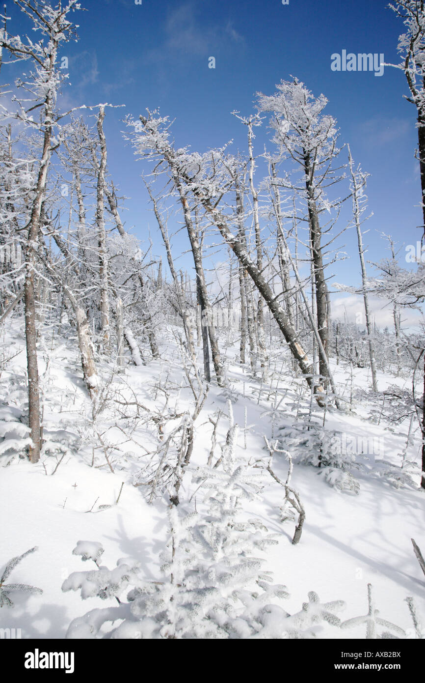Snow covered forest along Hancock Loop Trail in the White Mountains New ...